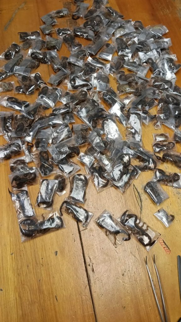 SA police arrest suspect with 150 live venomous scorpions - zimdailyjournal
